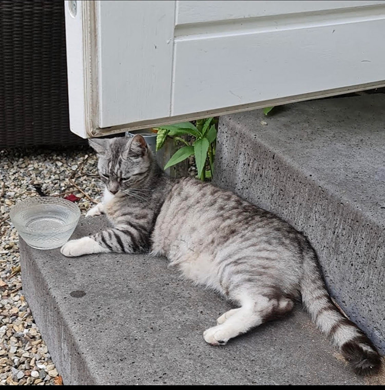 Overzicht vermiste en gevonden katten - Vereniging Kattenzorg Dordrecht