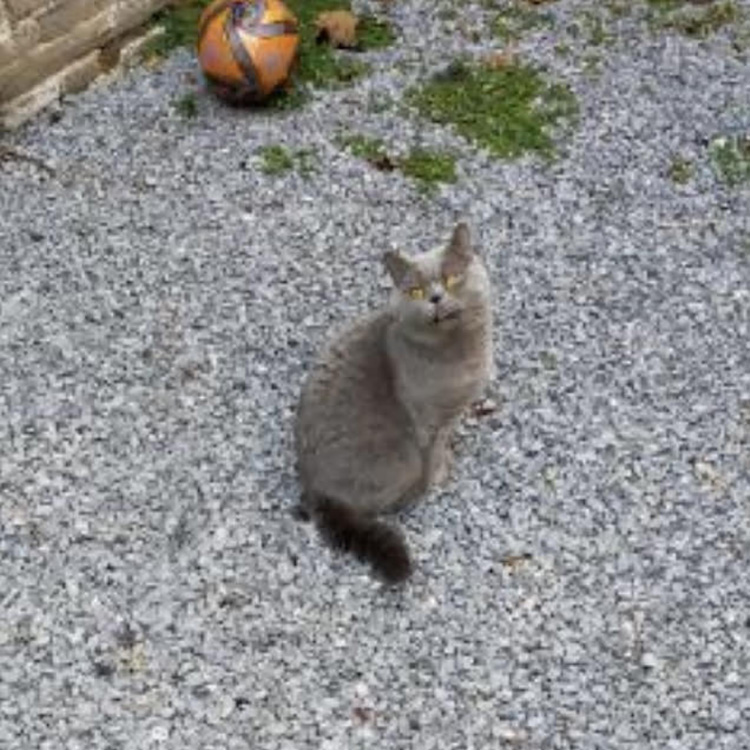 Overzicht vermiste en gevonden katten - Vereniging Kattenzorg Dordrecht