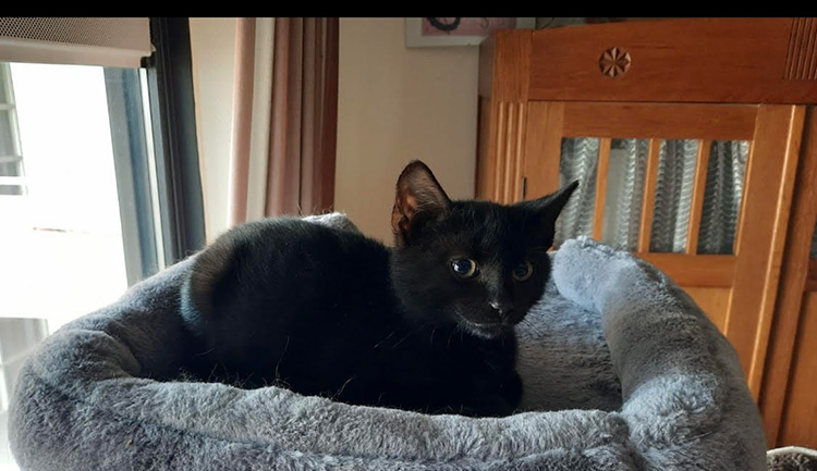 Overzicht vermiste en gevonden katten - Vereniging Kattenzorg Dordrecht